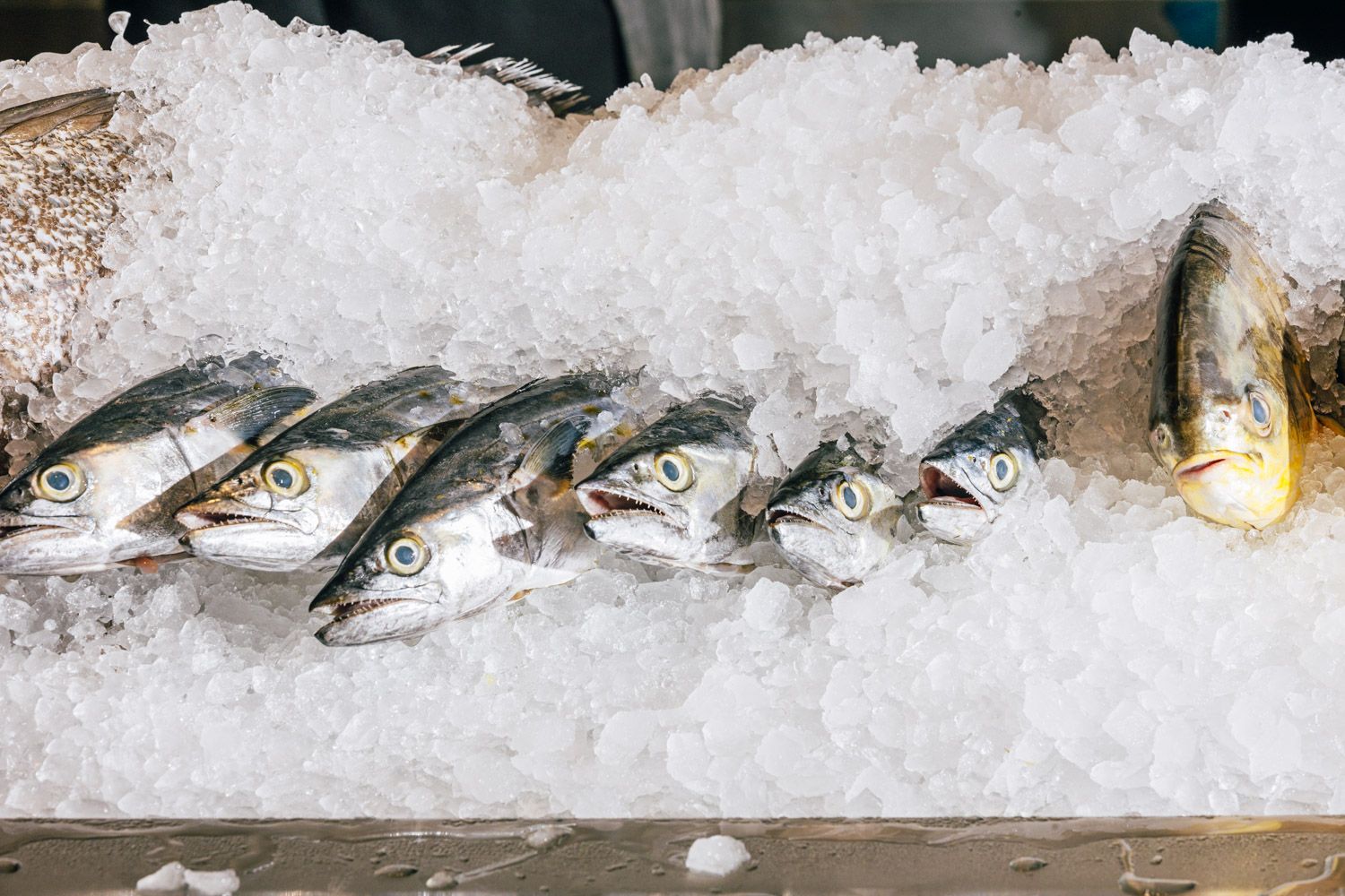 Locals Seafood's new Raleigh fish market brings the coast to the ...