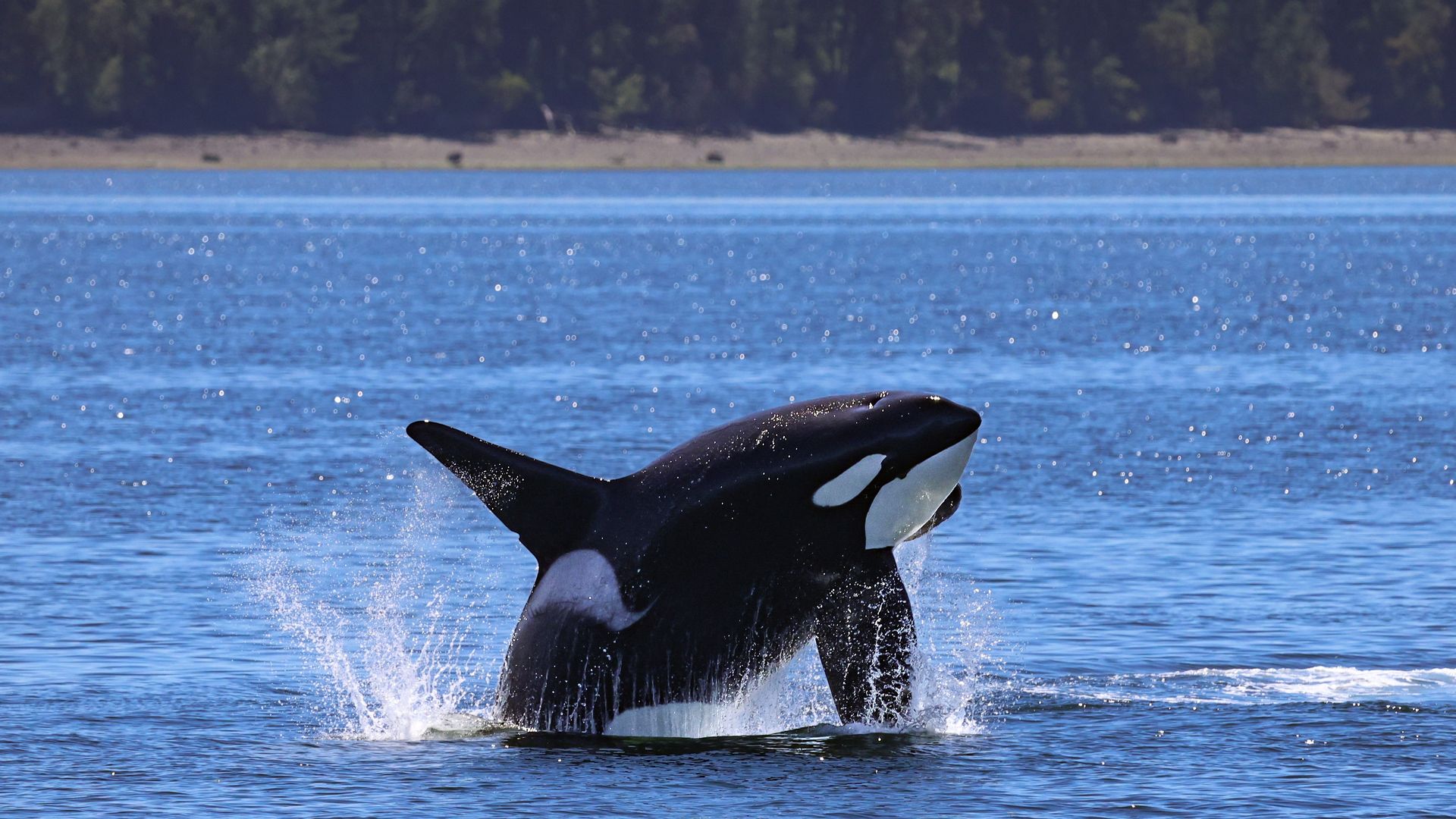 Seattle-area seas swell with Bigg's killer whales - Axios Seattle
