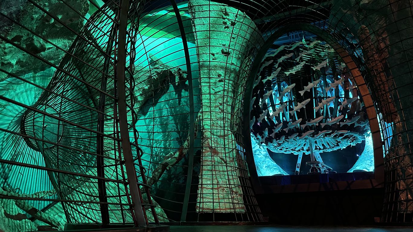 Immersive "Bait Ball" exhibit rolls into St. Pete Fairgrounds - Axios ...