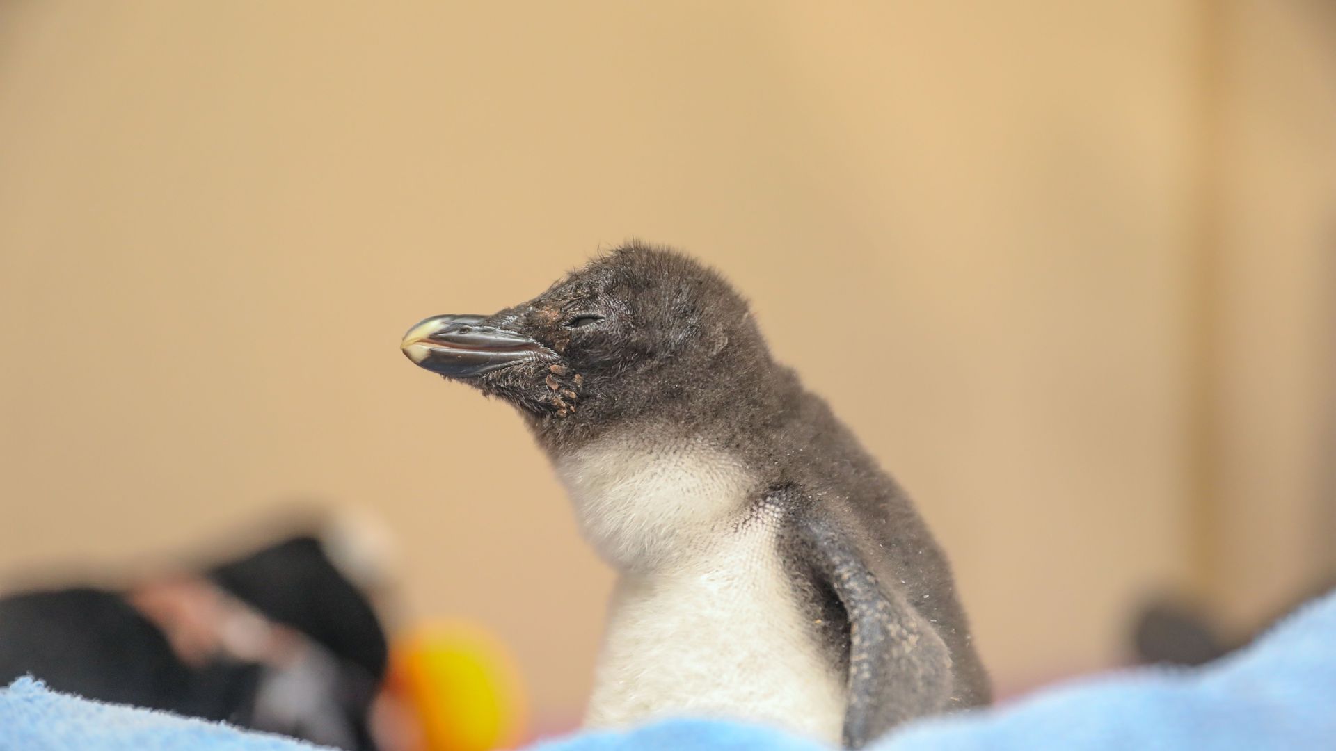 New England Aquarium penguins welcome new baby chick - Axios Boston