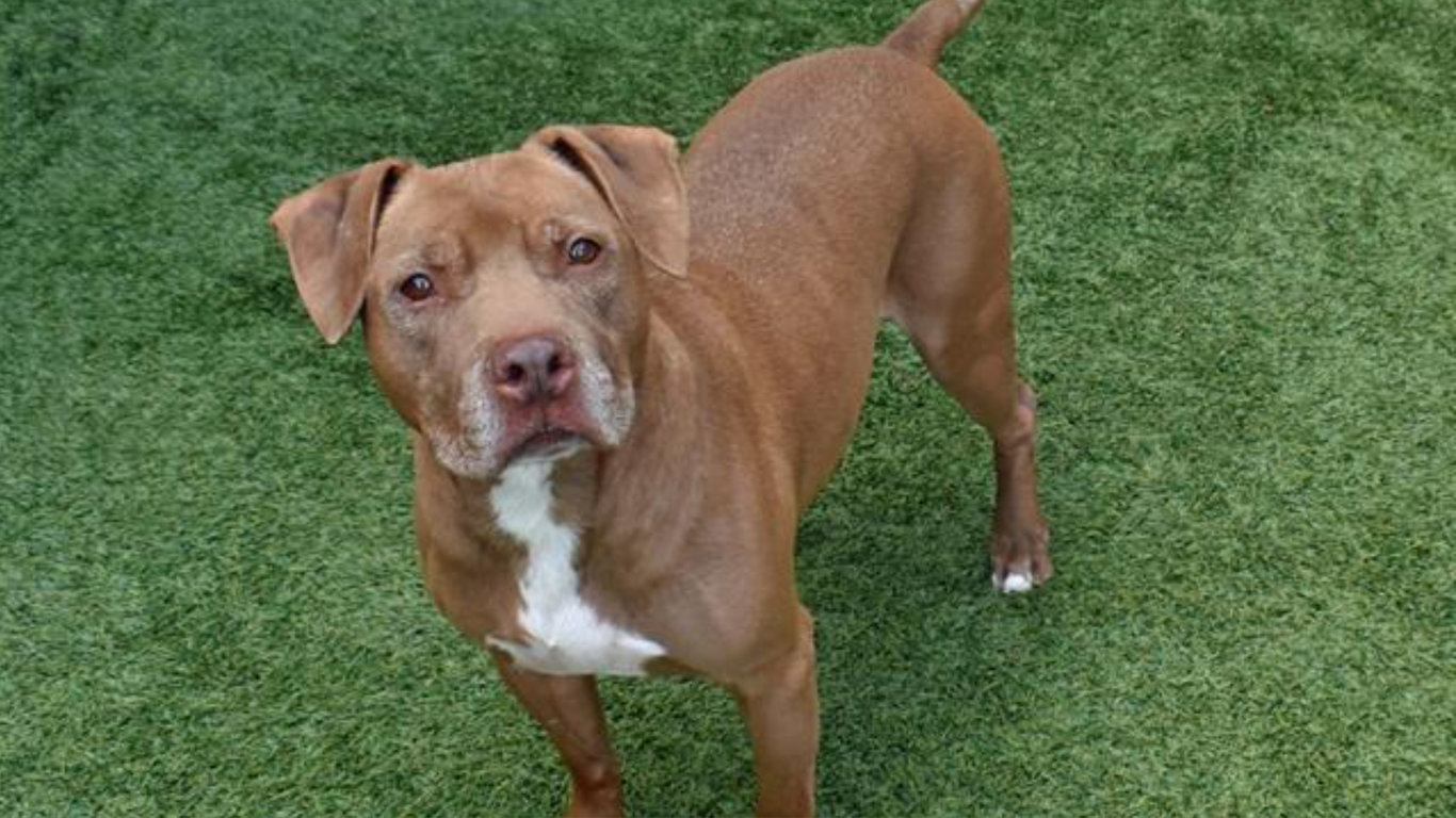 Tampa Bay pet of the week: Brody from Pasco County Animal Services ...