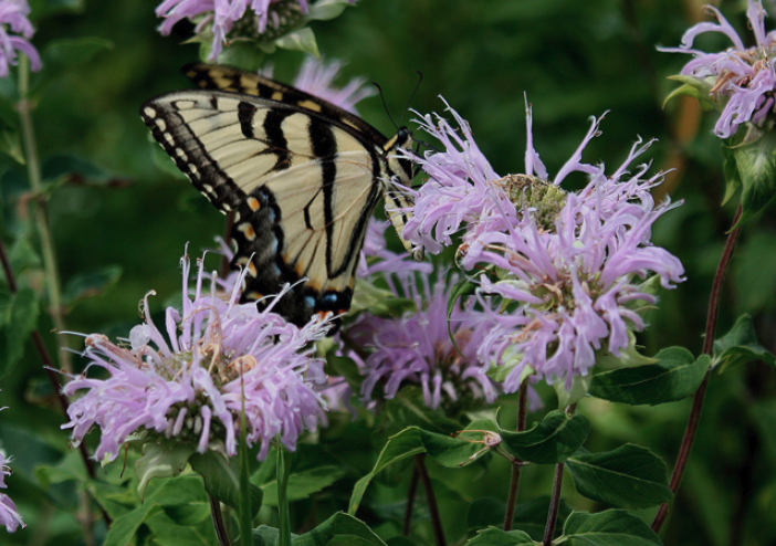 The best native plants for gardening in Denver - Axios Denver