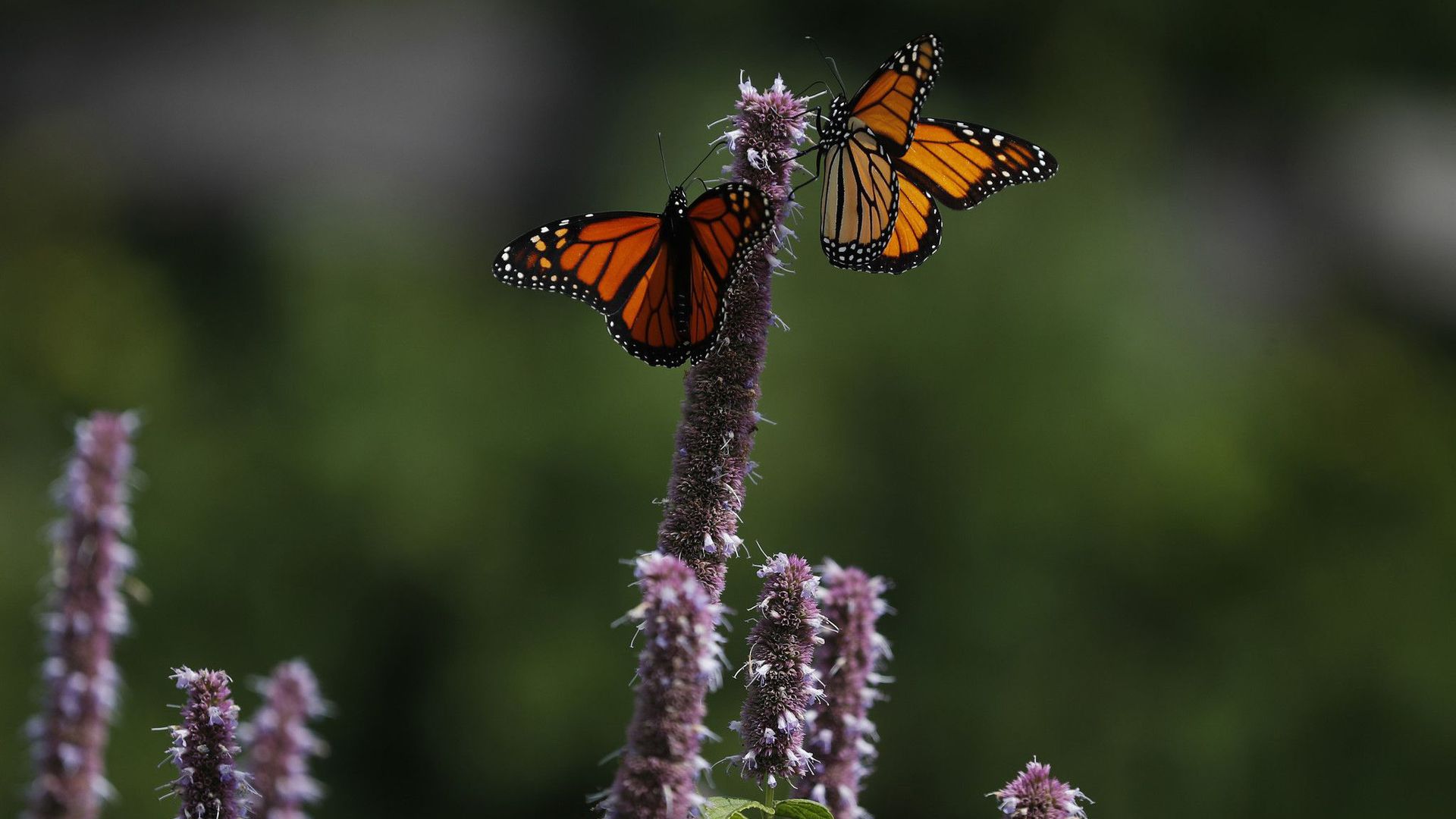 Pollinator gardens: These Chicago plants attract butterflies and bees ...