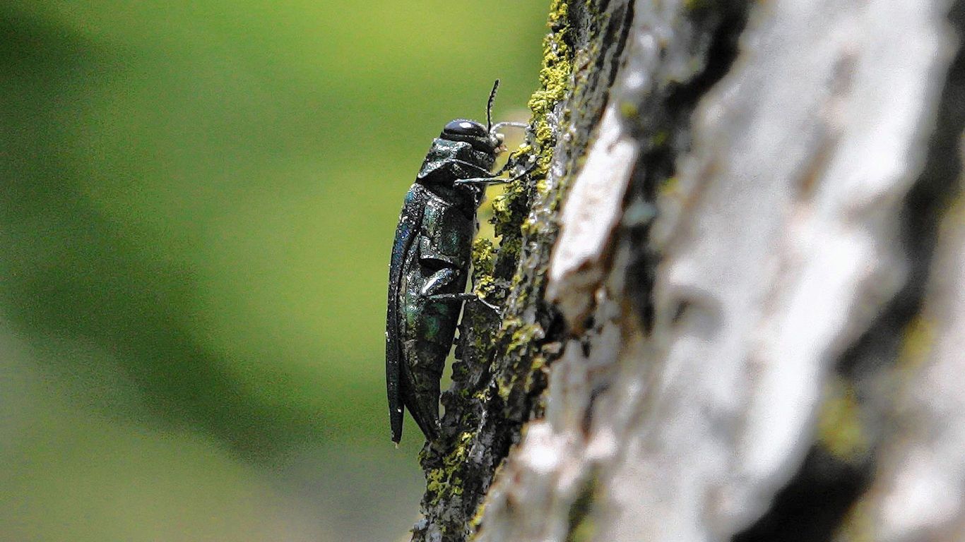 Invasive beetle spreading in North Texas - Axios Dallas