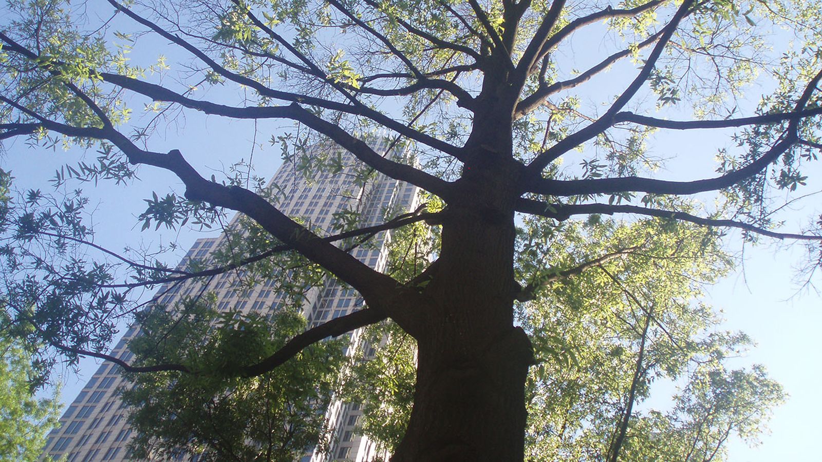 12 reasons why Charlotte is a great tree city - Axios Charlotte