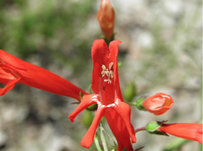 The best native plants for gardening in Denver - Axios Denver