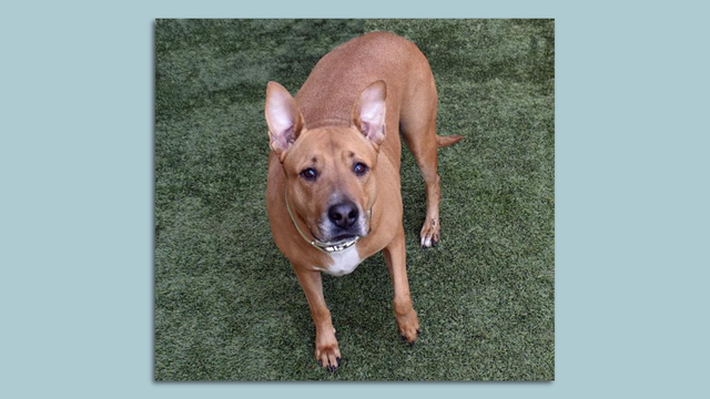 Tampa Bay pet of the week: Roxie from Pasco County Animal Services ...