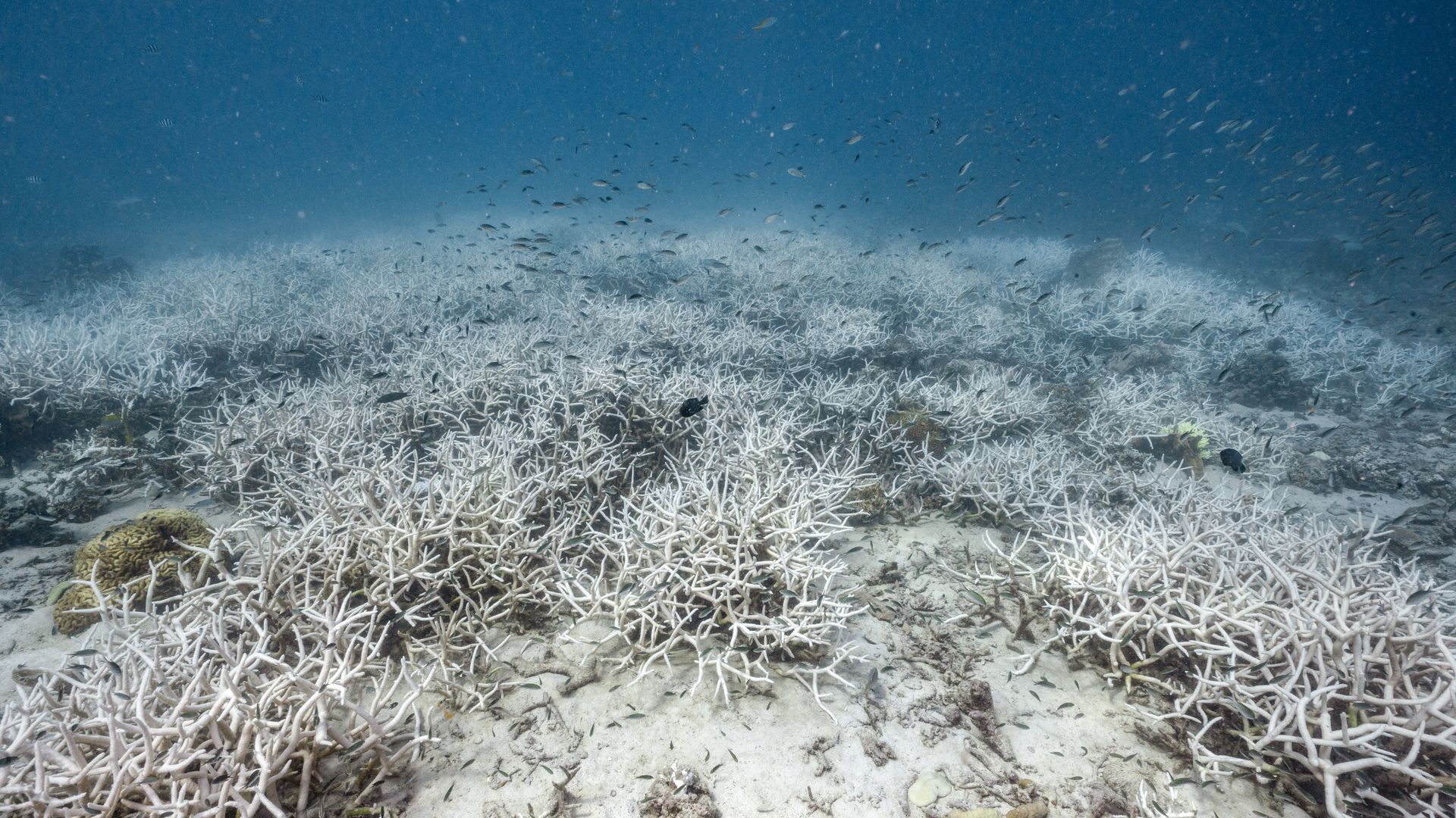 Global coral bleaching event is now the largest on record
