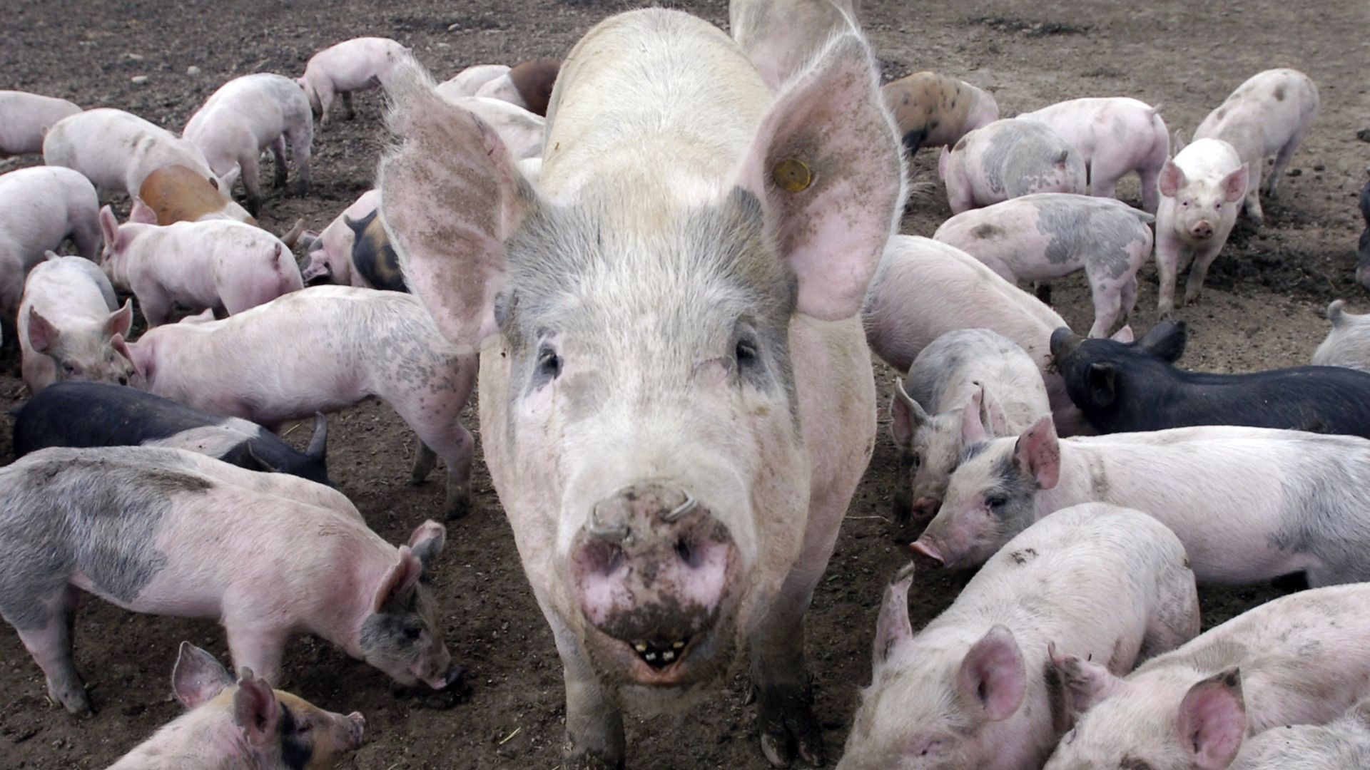 Ohio limits controversial gestational crates after 15-year wait - Axios ...