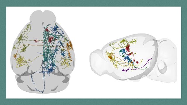 Scientists map a key circuit of cells in the brain