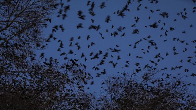 Why crows roost in Portland's downtown in the winter - Axios Portland