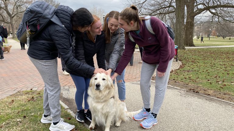 Ohio State brings Buckeye Paws therapy dogs to campus - Axios Columbus