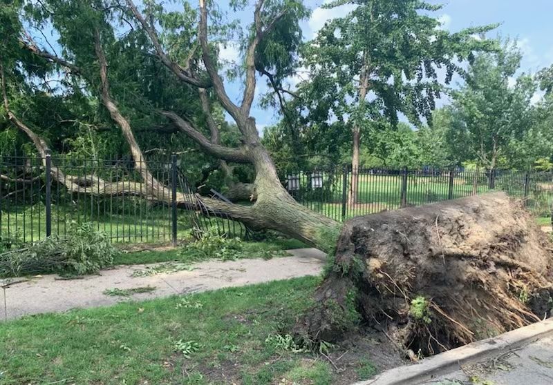 Chicago trees take brunt of damage from Monday night derecho - Axios ...
