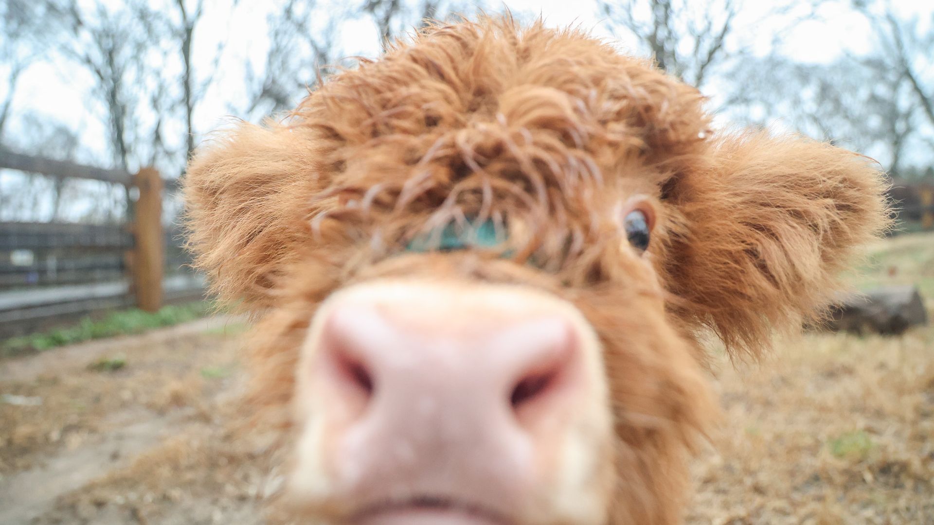 Meet Hamish the Highland Calf at the Nashville Zoo - Axios Nashville