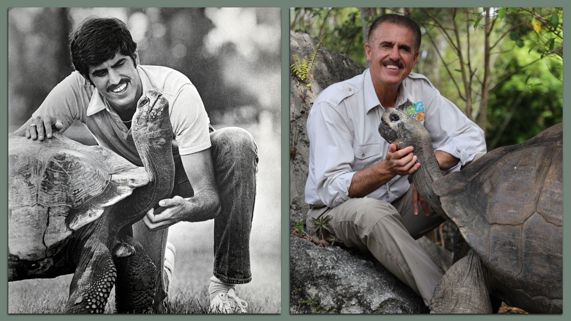 Galapagos tortoise becomes a dad at 134. It may be a world record ...