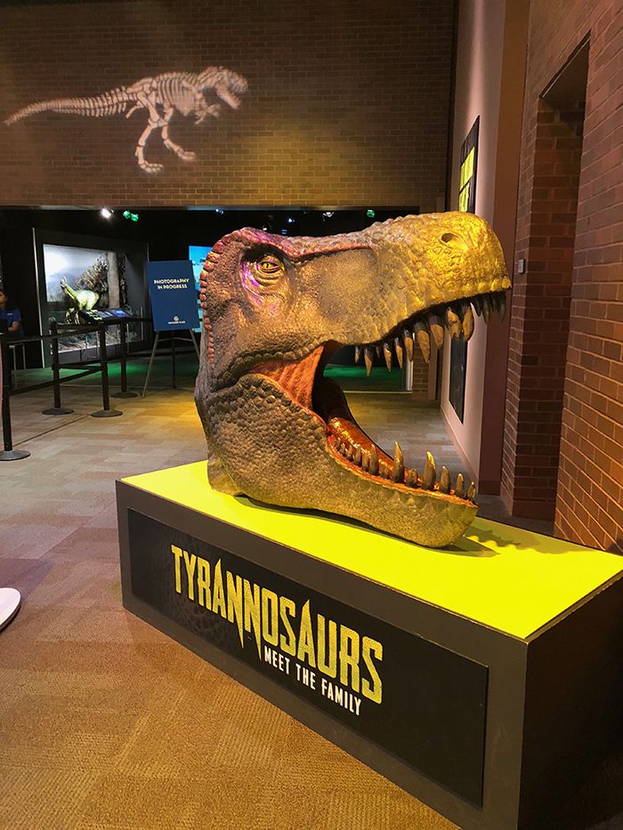 Discovery Place Science has a new dinosaur-focused exhibit perfectly ...