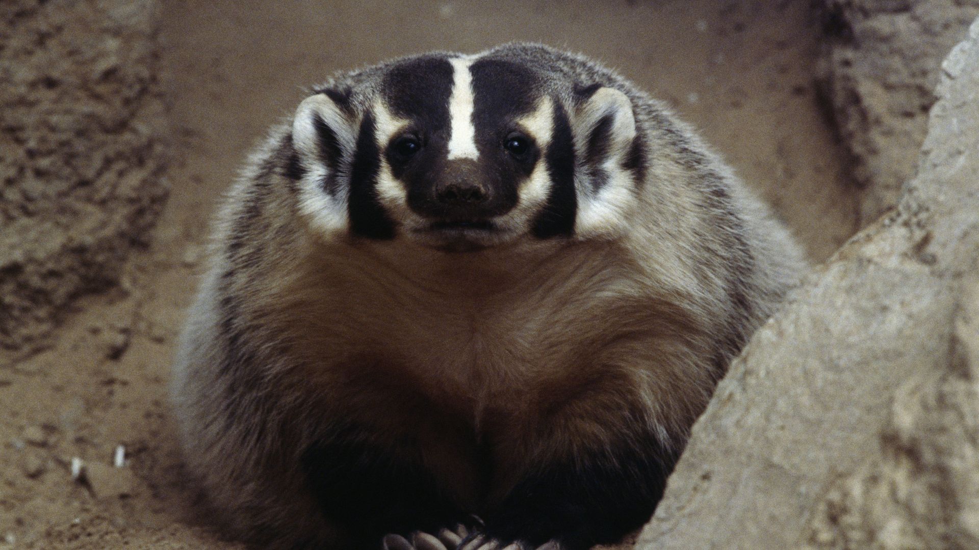 Retail: Kohl's badger D