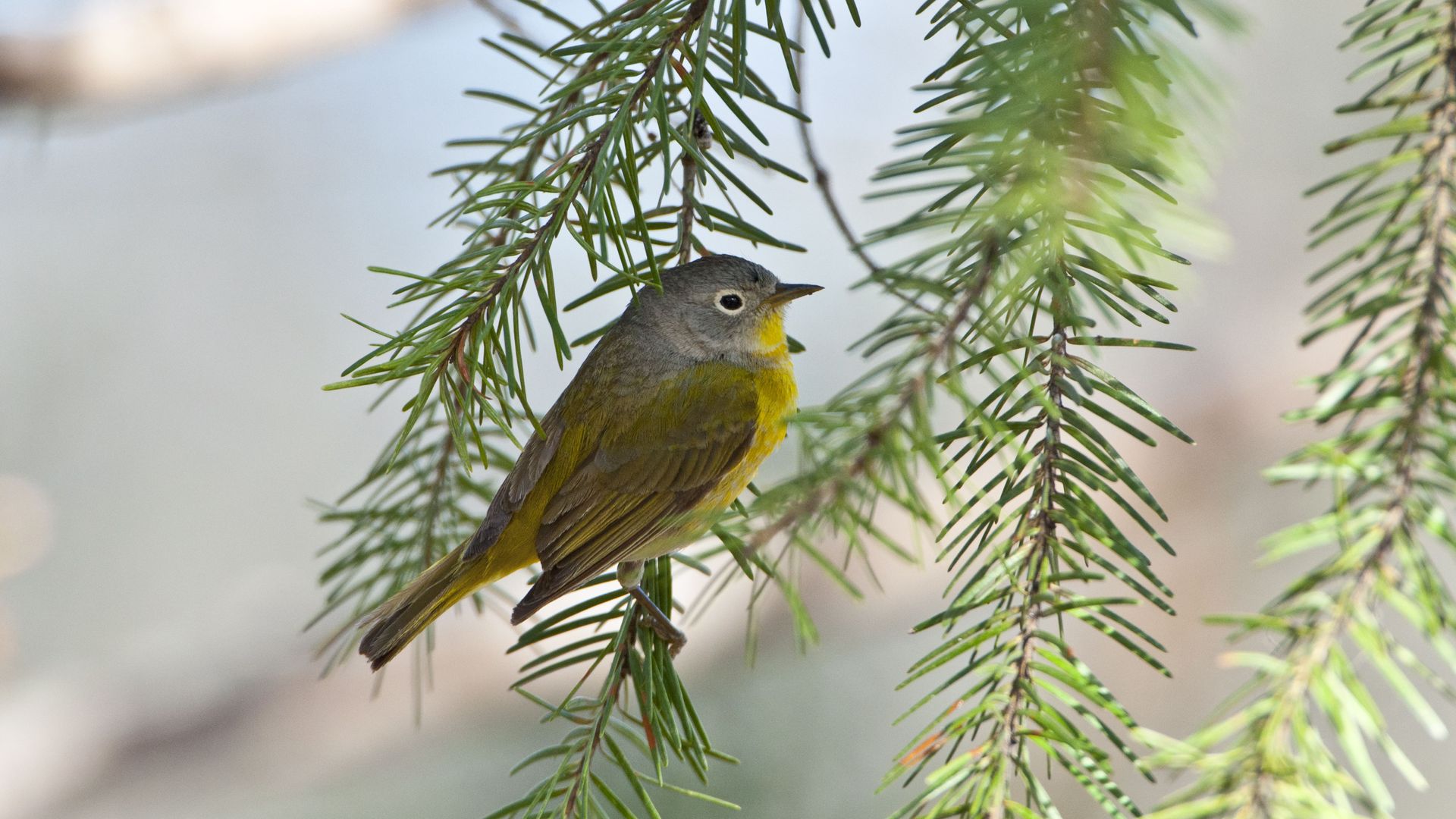 Bird migration through Oregon plummeted by nearly half this spring ...