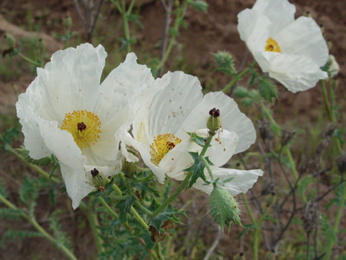 The best native plants for gardening in Denver - Axios Denver
