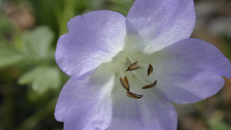 Native plants for North Texas gardens - Axios Dallas