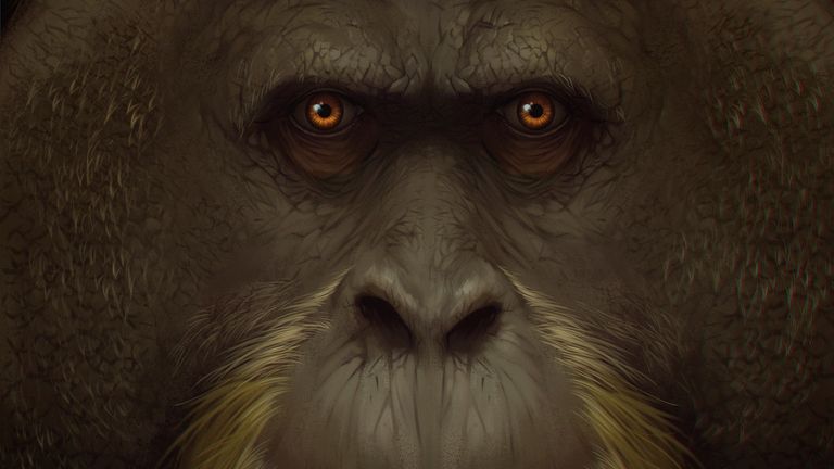 How the largest primate to roam Earth went extinct