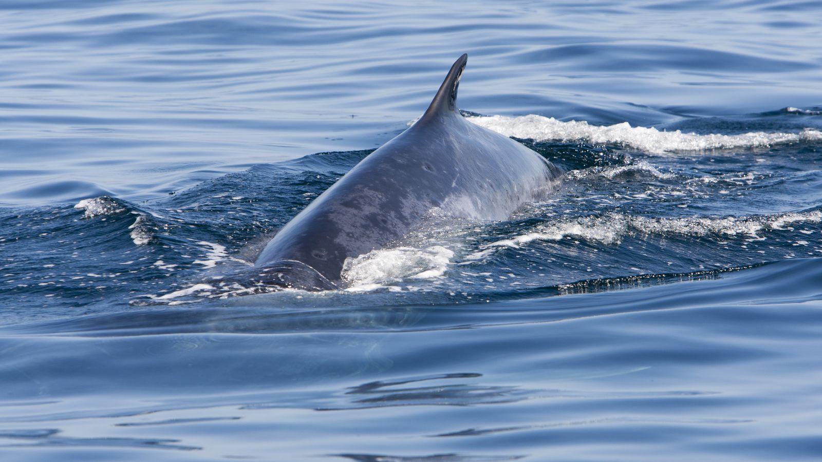 Fin whales return to historic feeding grounds in conservation win