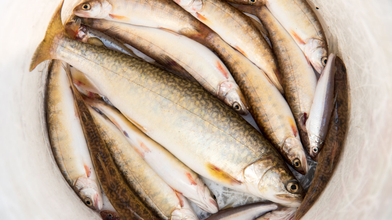 Lake trout are making a comeback, and no one knows why
