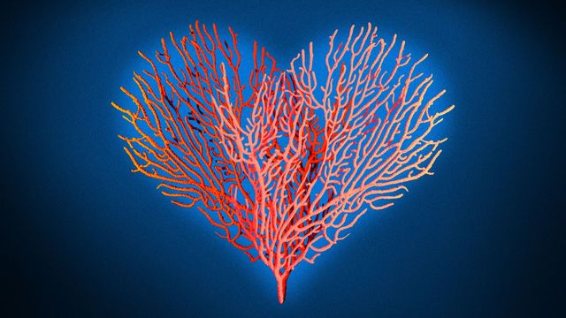 The secrets of corals' synchronous sex could help save them