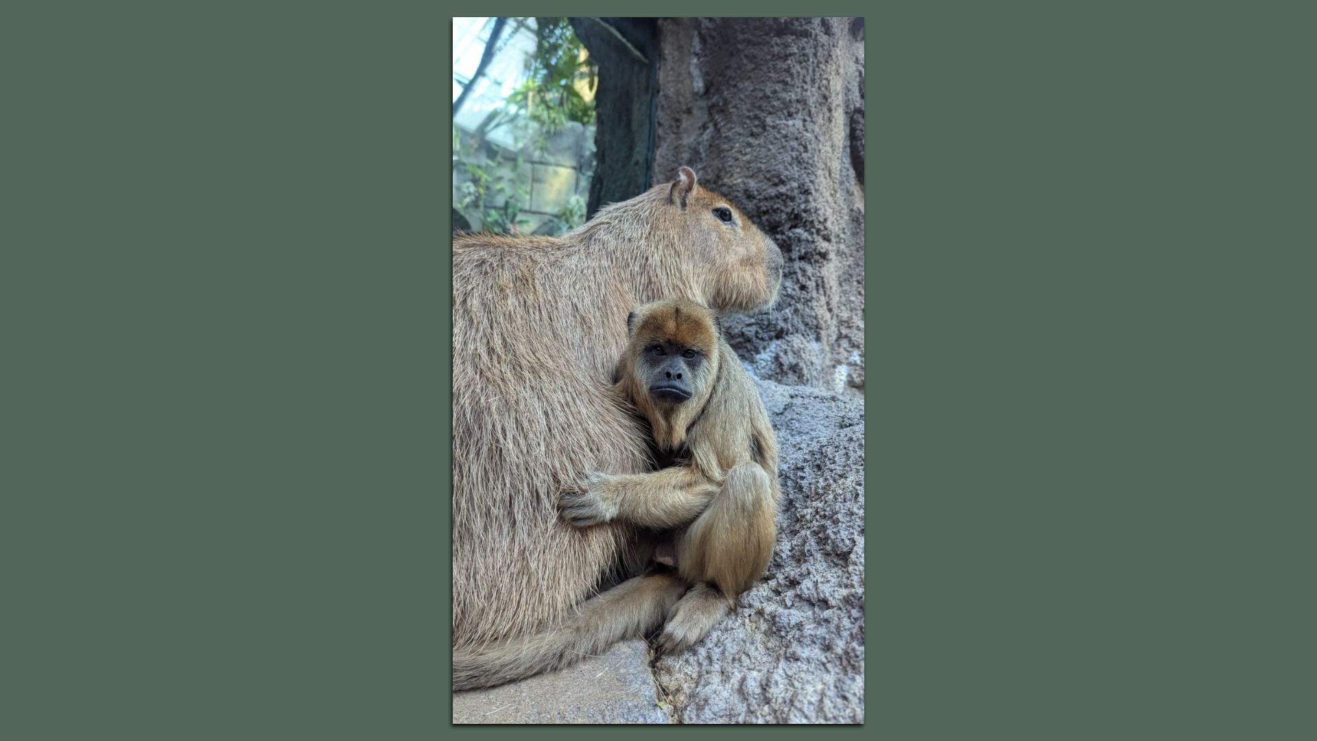 Capybara and howler monkey form unlikely friendship at the Denver Zoo ...