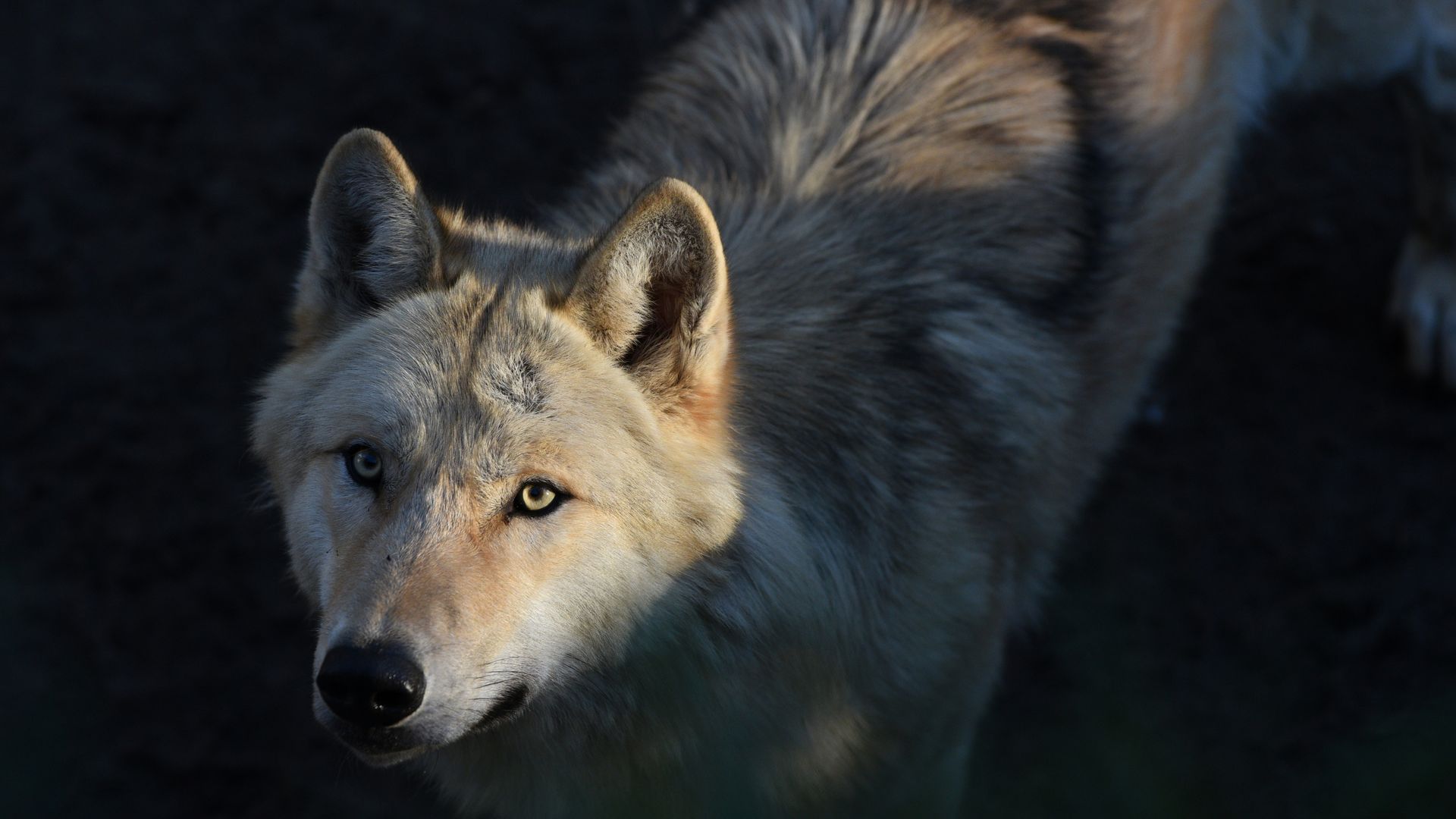 U.S. to reduce protections for gray wolves
