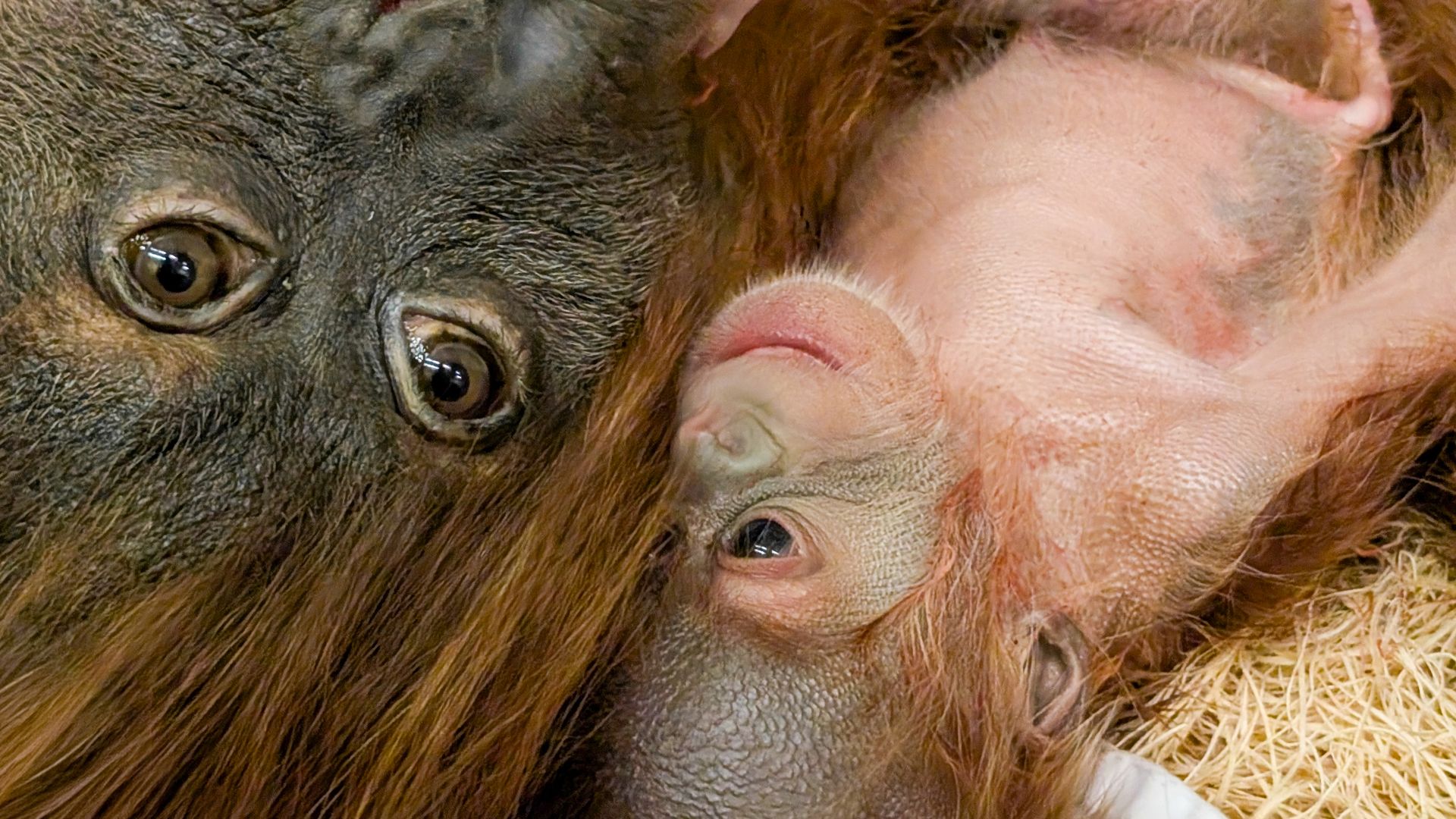 Help name the Denver Zoo's baby orangutan - Axios Denver