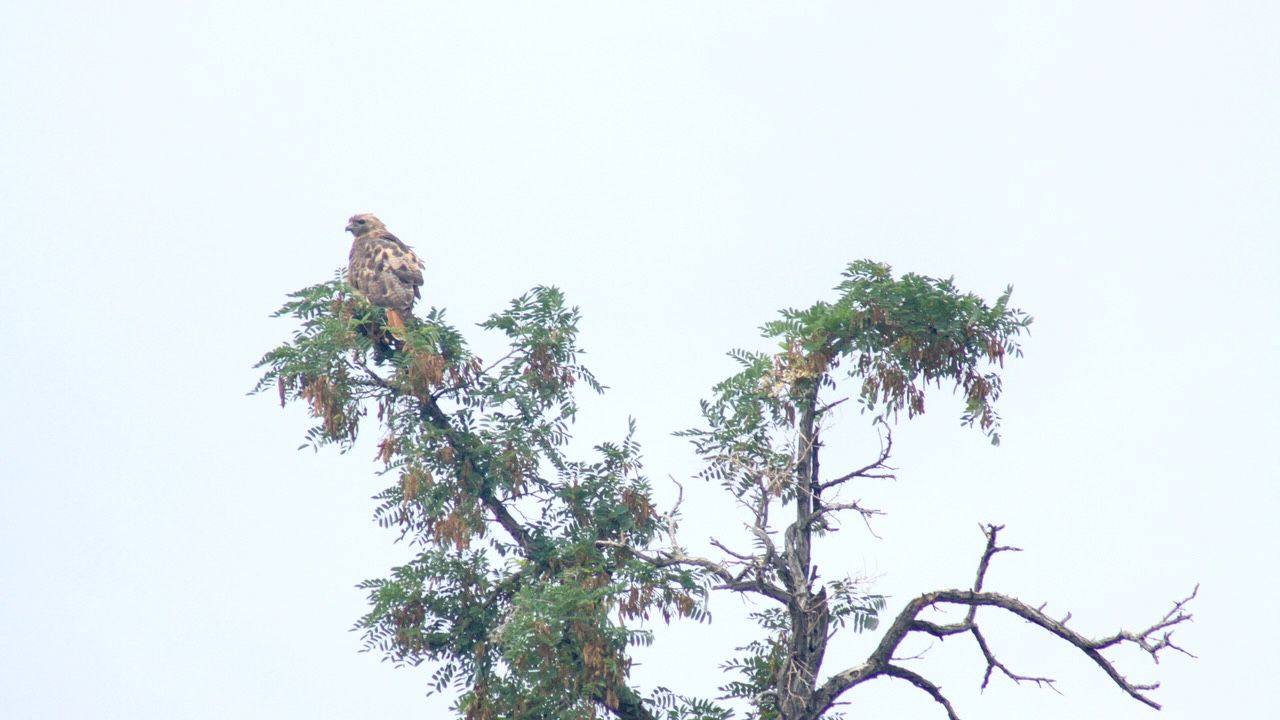 SLC's hawks put on a growing urban nature show - Axios Salt Lake City