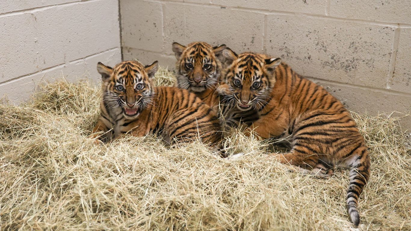 The Setlist: Tiger cubs debut at the Nashville Zoo - Axios Nashville