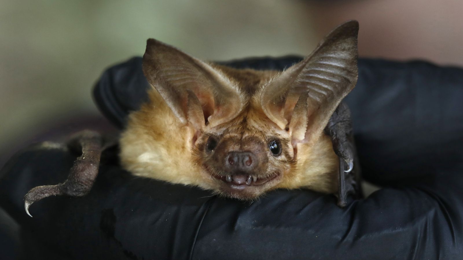 First Colorado bat infected by deadly white-nose syndrome fungal ...