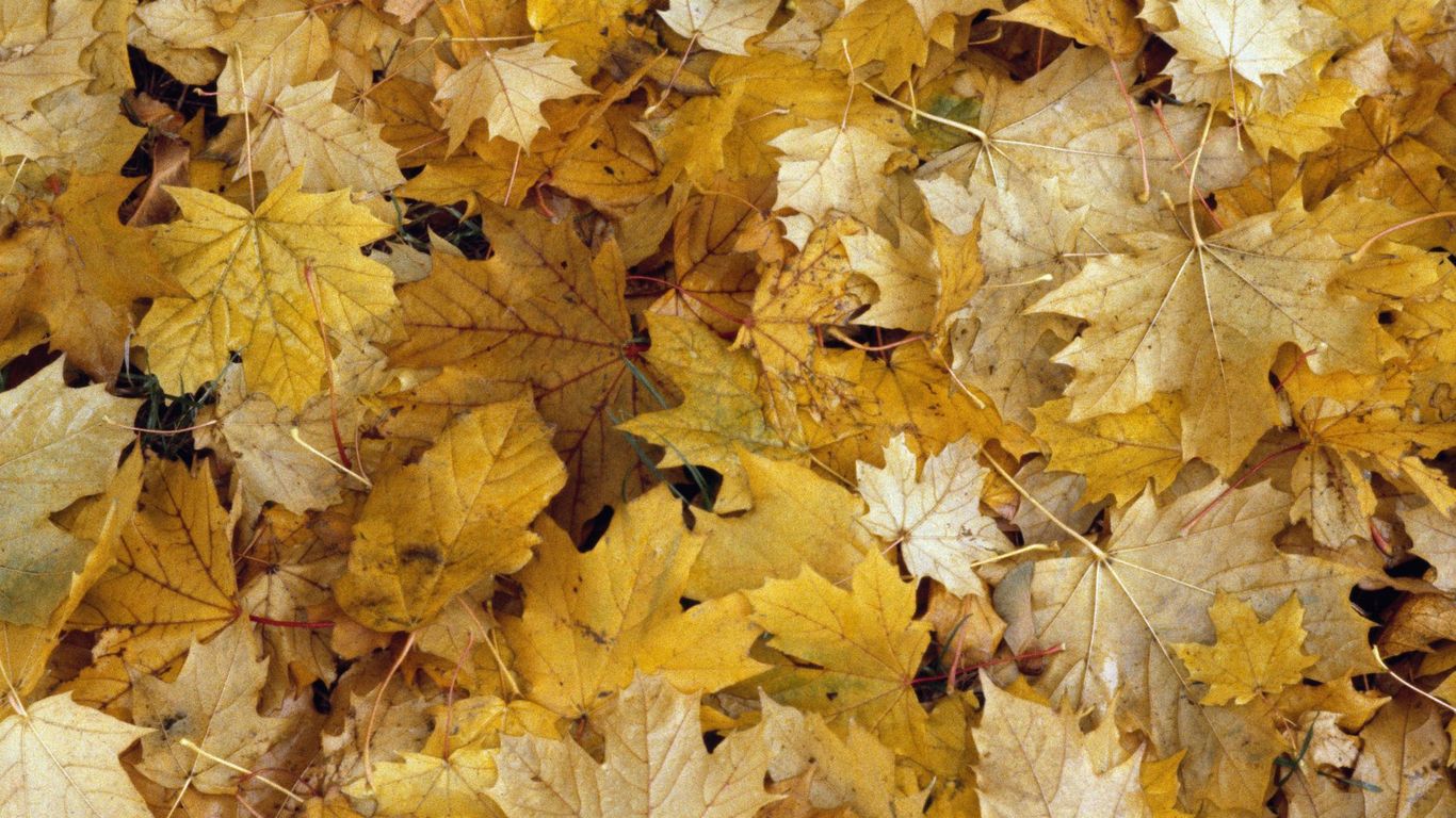 Where to leave your leaves around Columbus - Axios Columbus