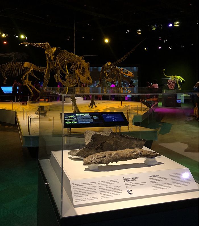 Discovery Place Science has a new dinosaur-focused exhibit perfectly ...