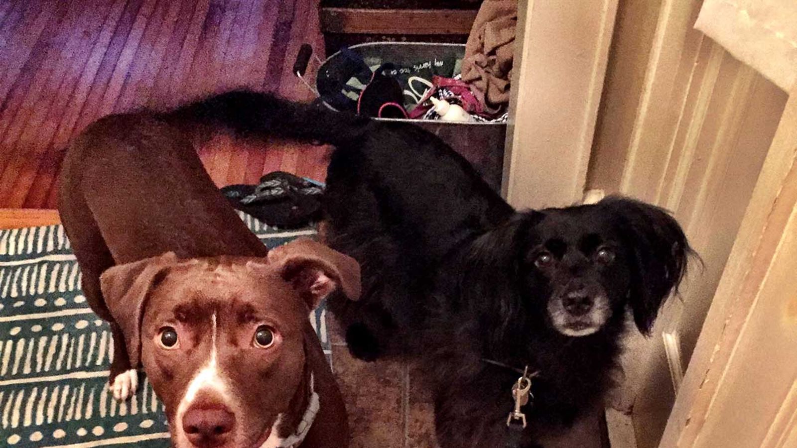 How petsitting became one of the best noncorporate business ...