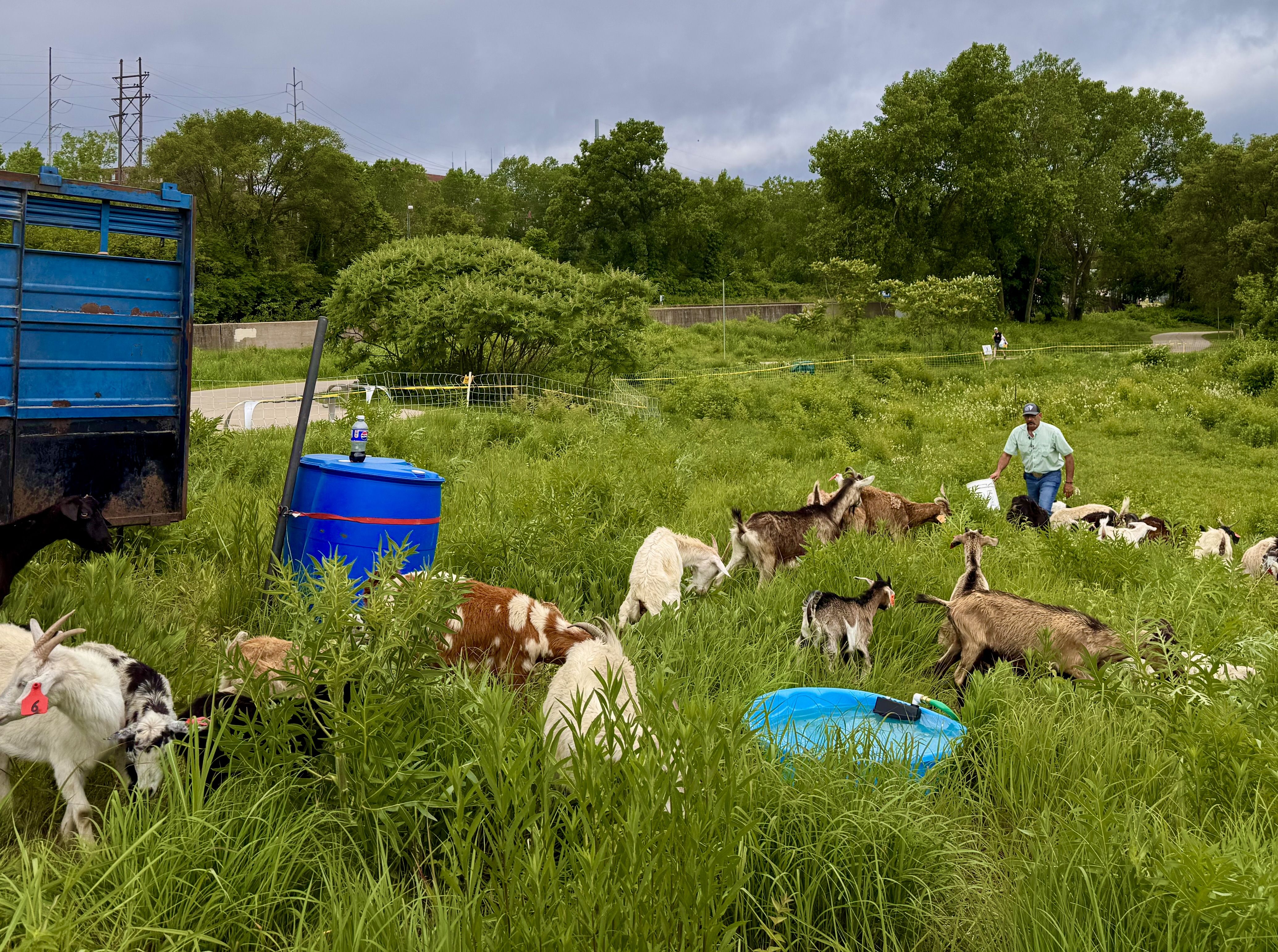 Goats return to clean up Kansas City's Berkley Riverfront - Axios ...