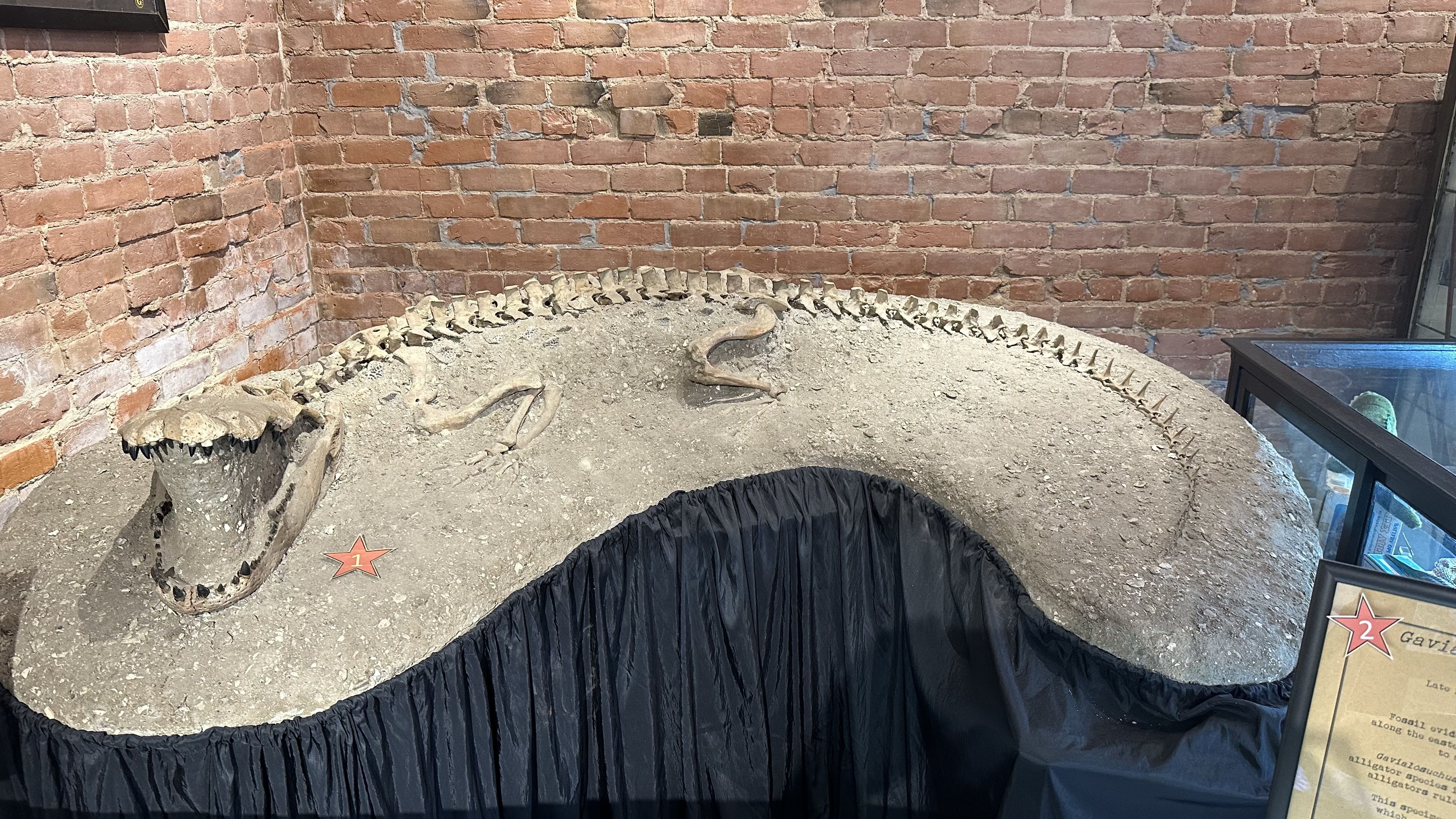 What's inside the Great American Alligator Museum on Magazine Street ...