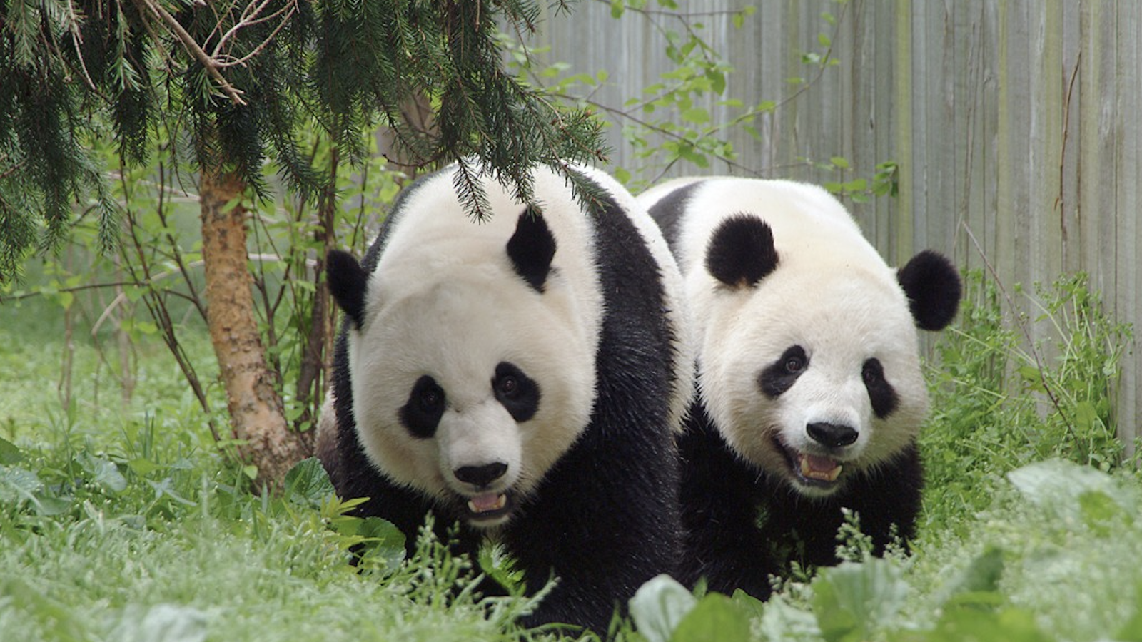 D.C. weekend events: Pandas sendoff, Capitals game, Jonas Brothers ...