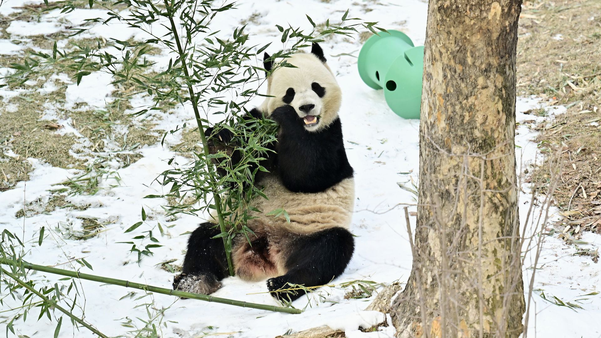 Giant pandas debut at DC National Zoo: How to see Bao Li, Qing Bao - Axios Washington D.C.