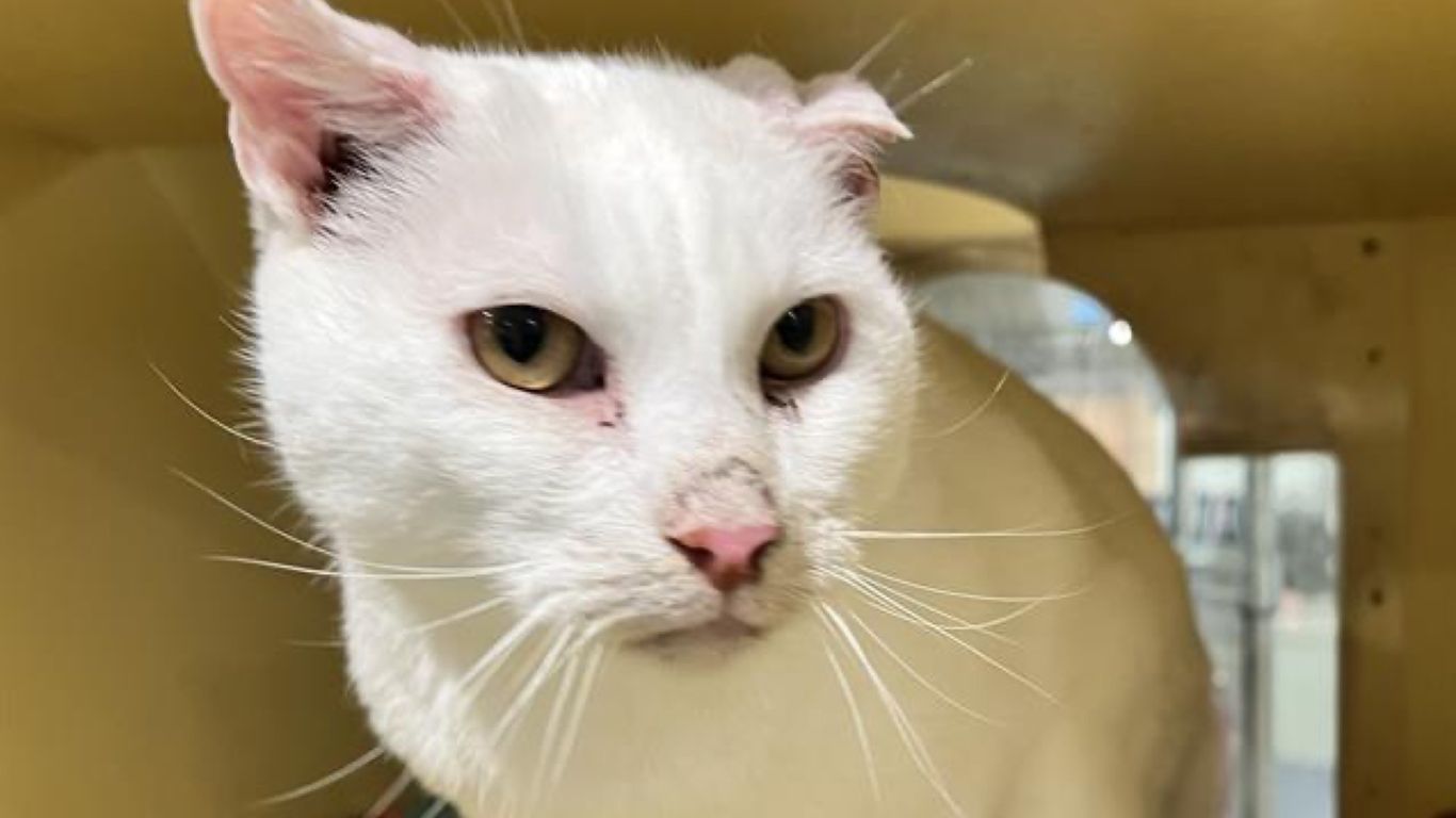 Pet Pick: Lafayette, a cat who loves plastic bags - Axios Boston