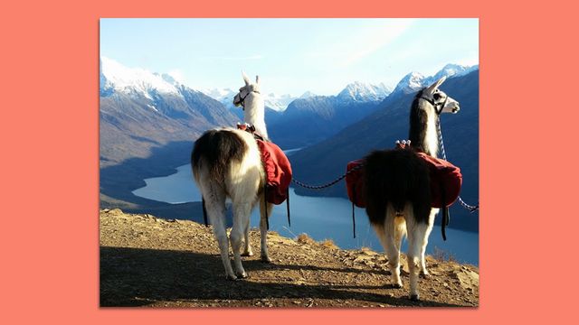 Llama owners sue over llama ban in Arctic National Wildlife Refuge