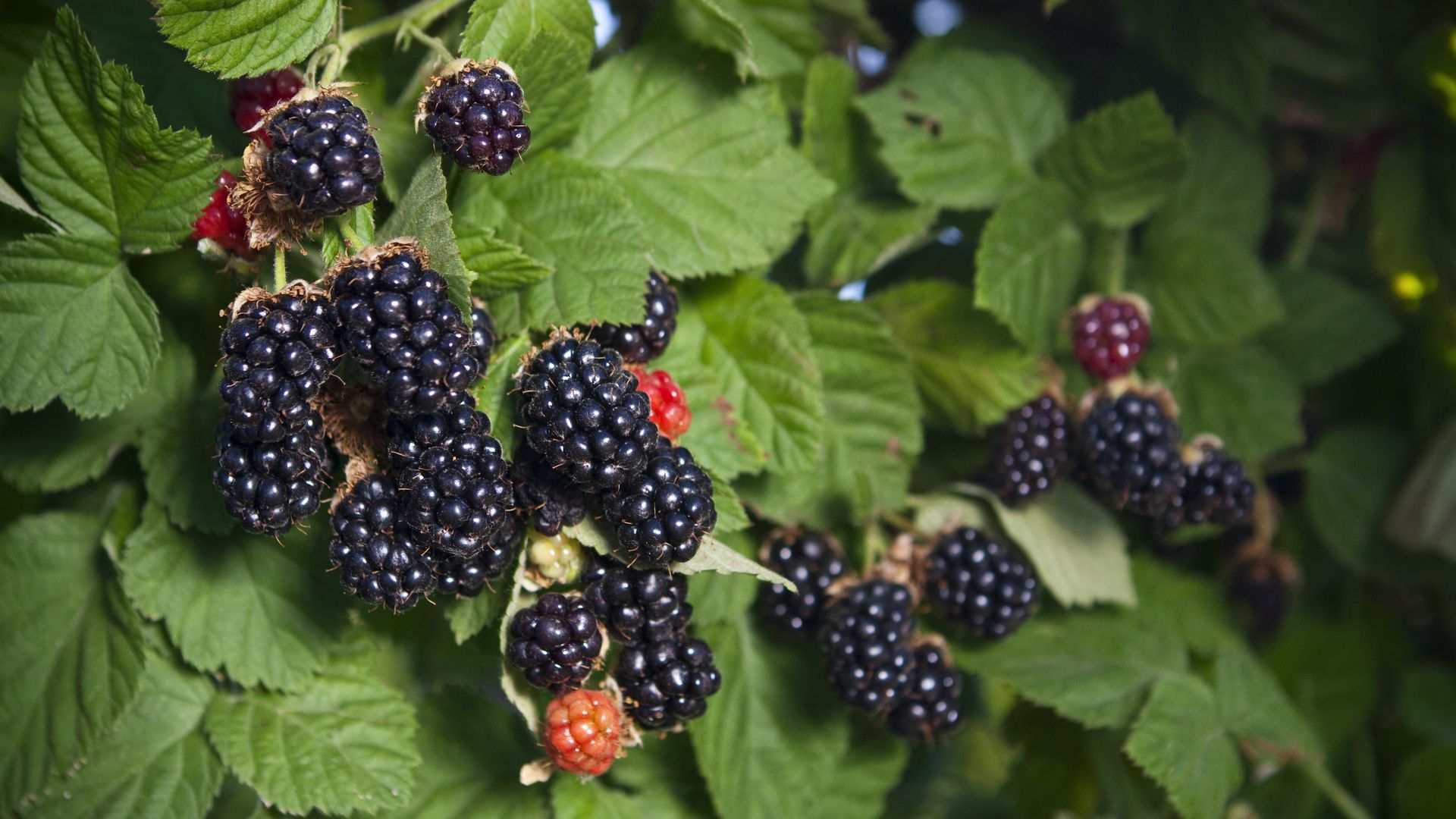 Taking a bite out of invasive weeds - Axios Seattle