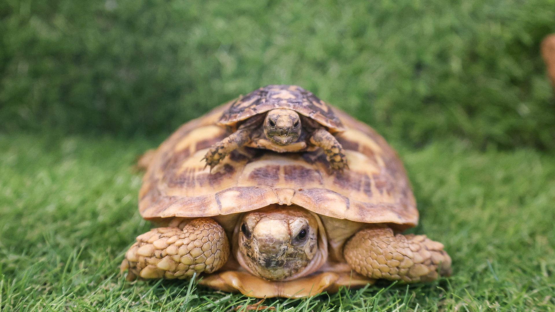 Denver Zoo reveals new name of baby pancake tortoise - Axios Denver