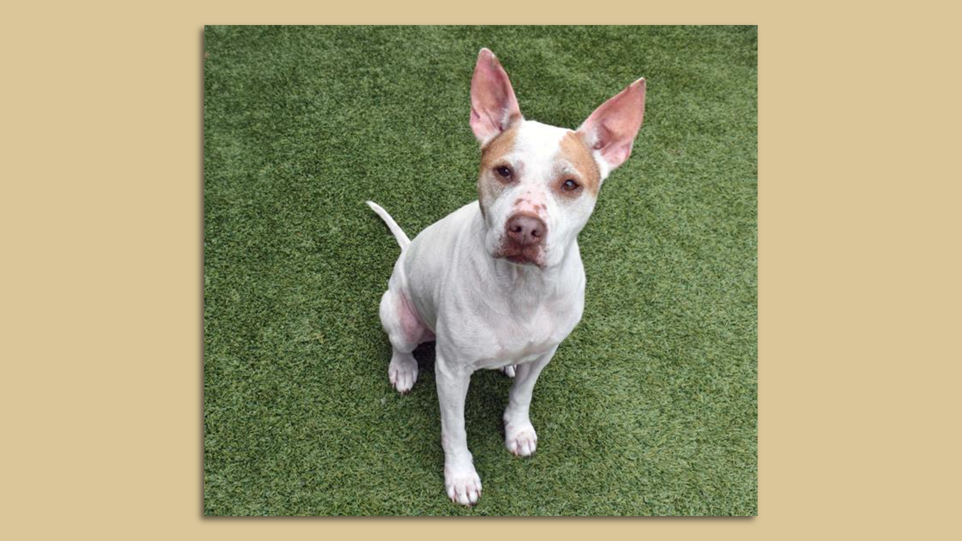 Tampa Bay pet of the week: Madame from Pasco Animal Services - Axios ...