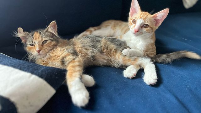 Extremely rare male calico kitten gets adopted in Colorado - Axios Denver