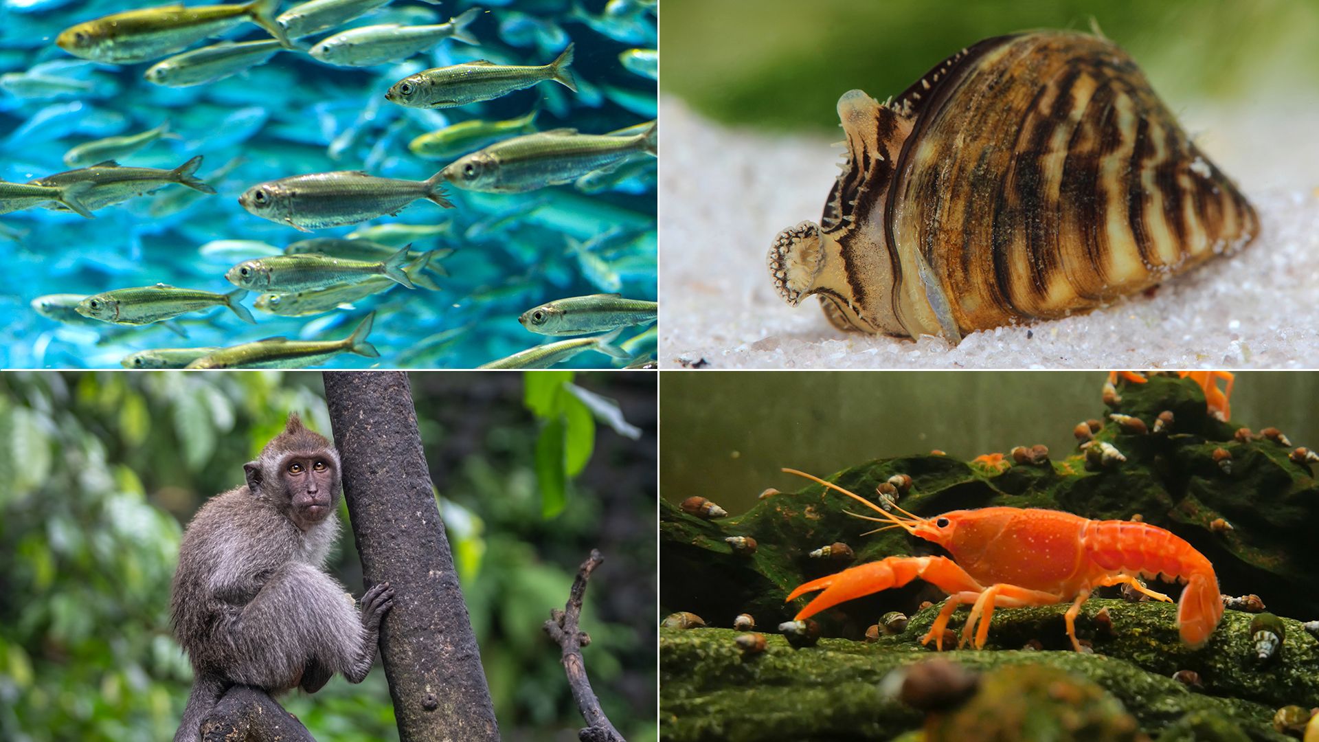 Florida's next top invasive species - Axios Tampa Bay