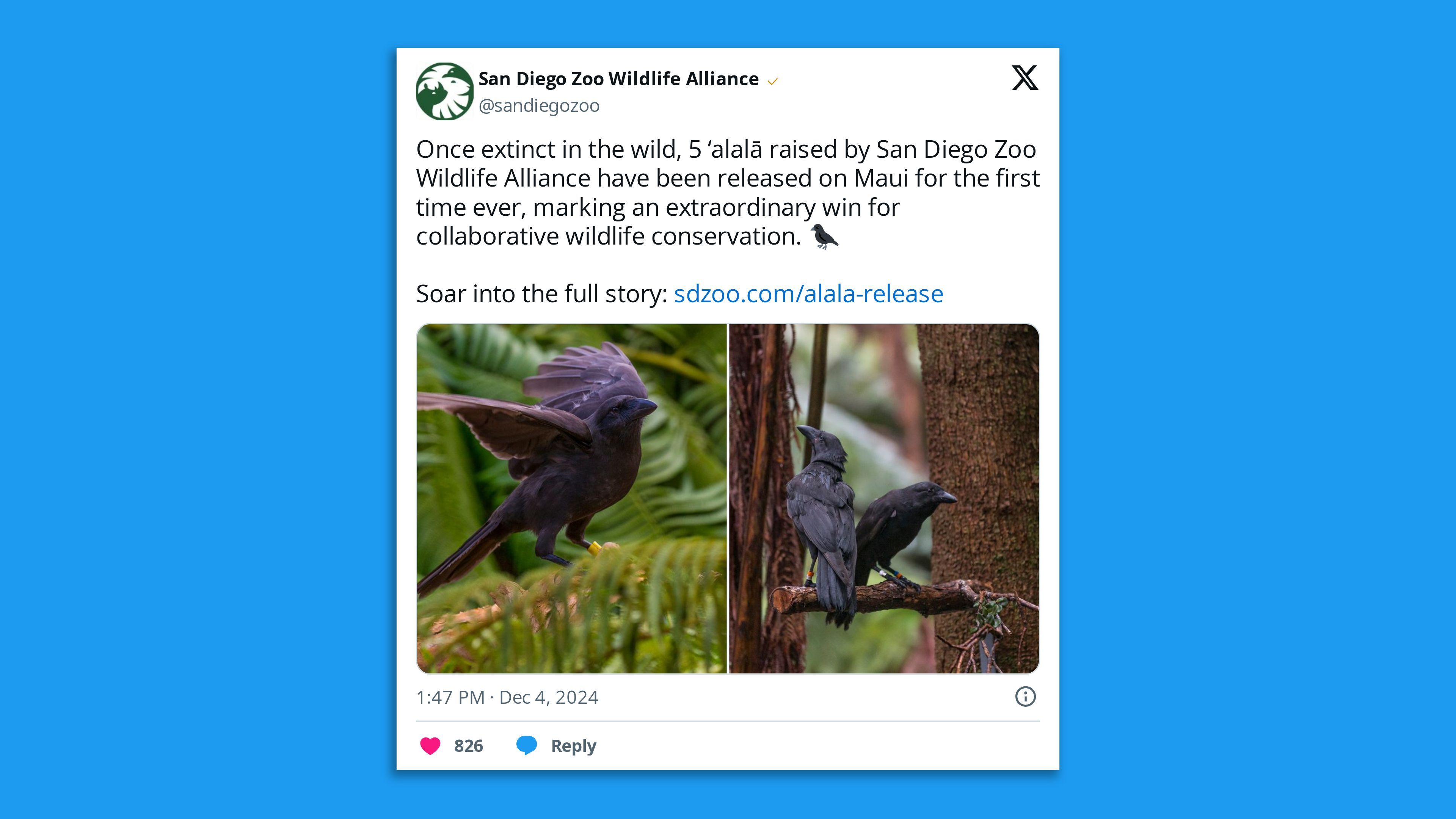 Hawaiian crows, extinct in wild for decades, return to Maui