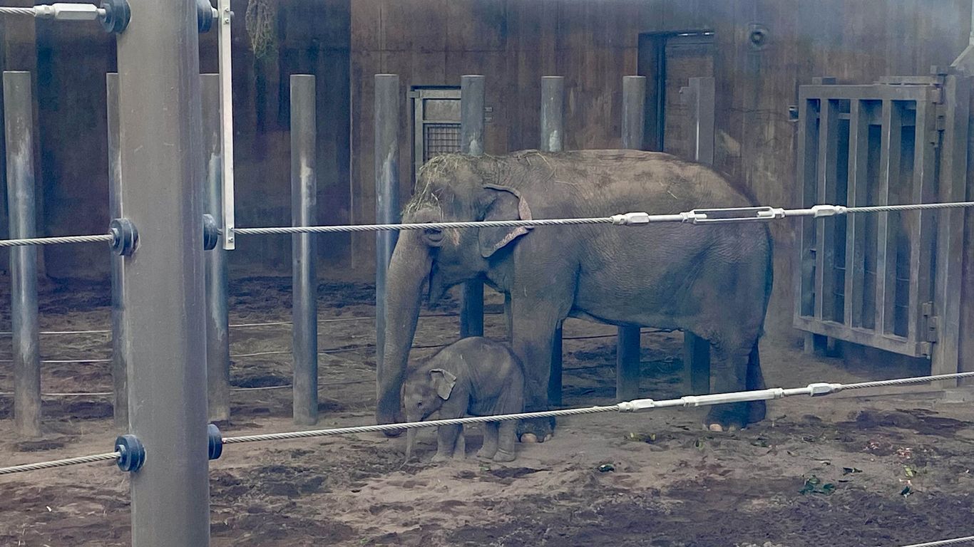 See baby elephant Tula-Tu at the Oregon Zoo - Axios Portland